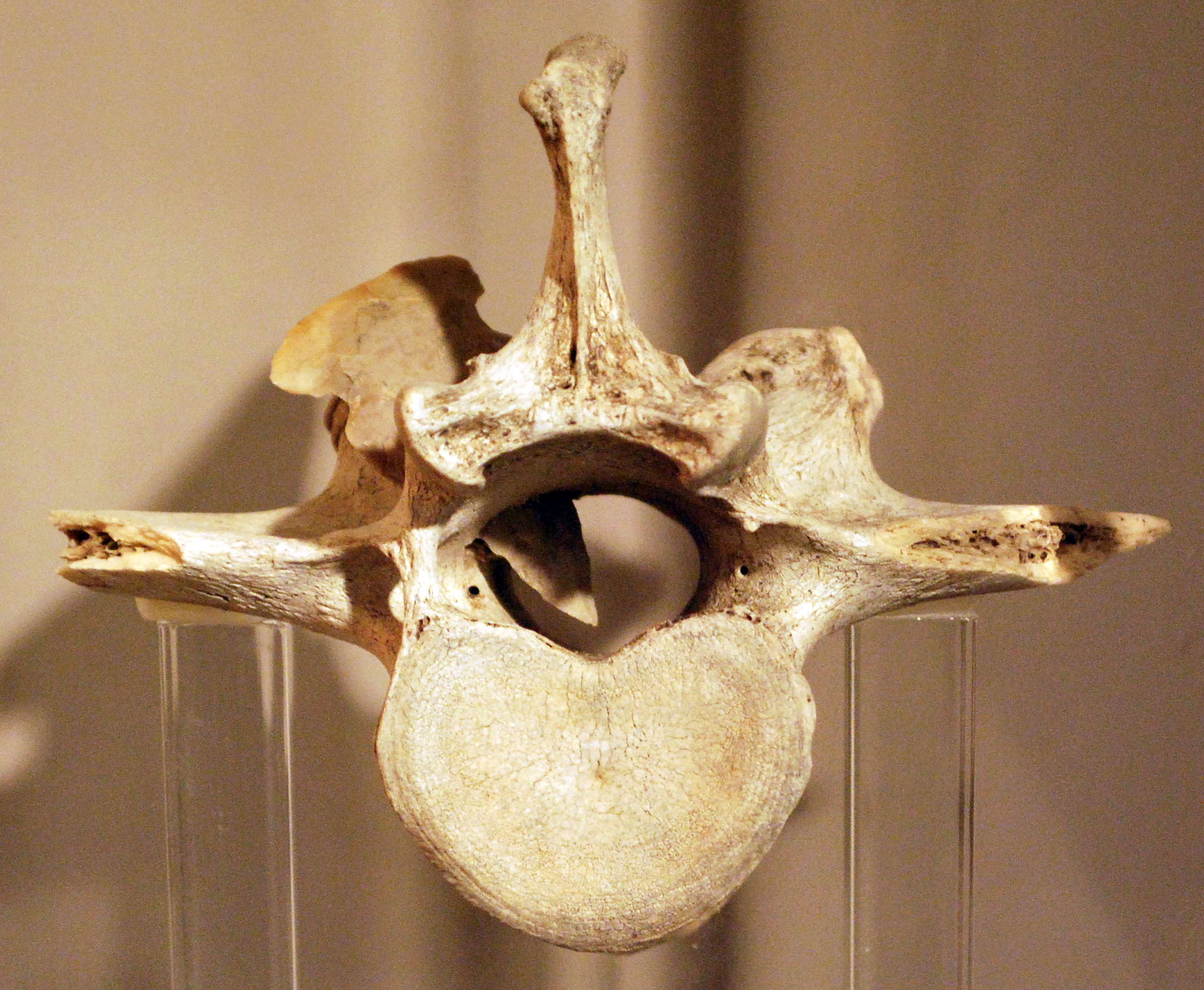 Did Megafauna Die From Hunting Or Climate Change Did Megafauna Die From Hunting Or Climate Change