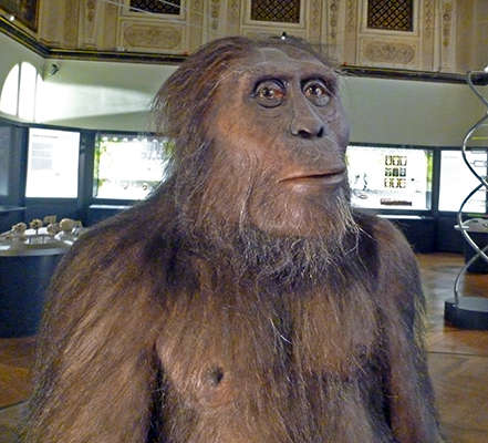 Lucy, Australopithecus afarensis